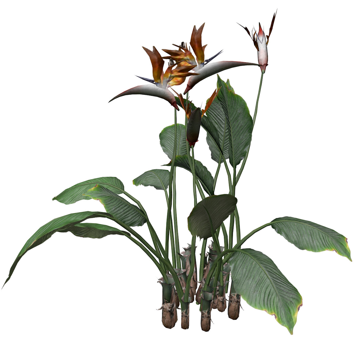 ArtStation - Bird of Paradise Flower #06 - High Poly Flower (3D Model ...