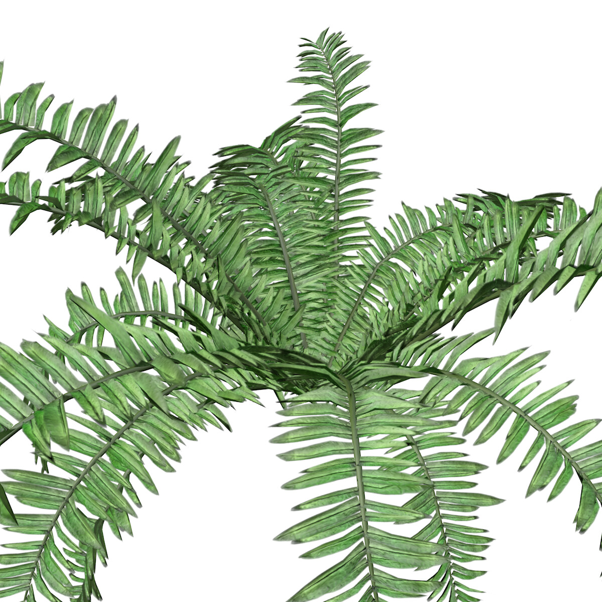 Fern Plant Drawing