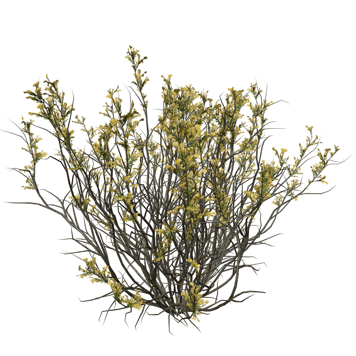 ArtStation - Broom Snakeweed (Flowers) #01 - High Poly Plant (3D Model ...