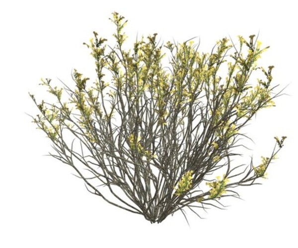 ArtStation - Broom Snakeweed (Flowers) #01 - High Poly Plant (3D Model ...