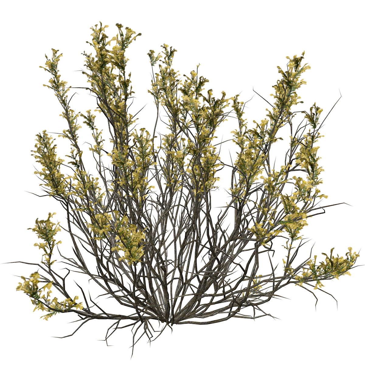 ArtStation - Broom Snakeweed (Flowers) #02 - High Poly Plant (3D Model ...