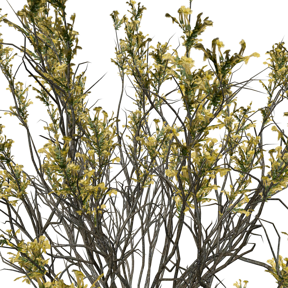 ArtStation - Broom Snakeweed (Flowers) #02 - High Poly Plant (3D Model ...