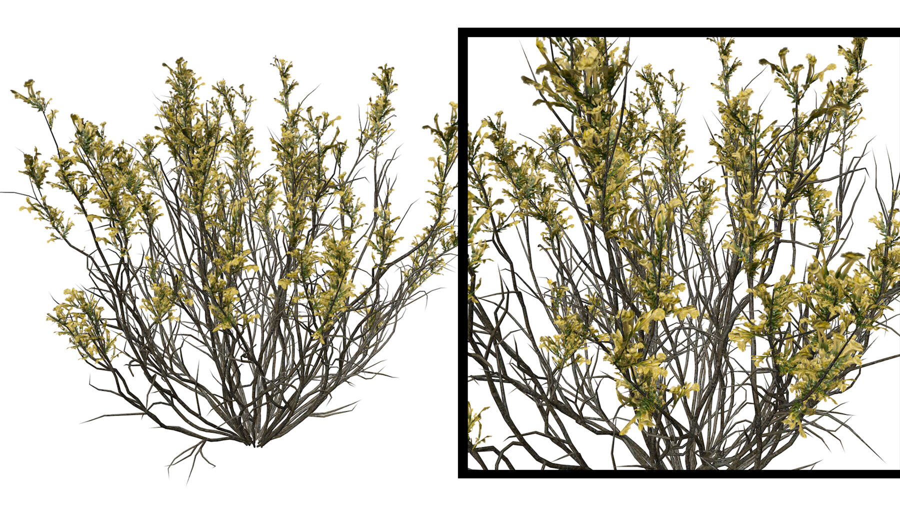ArtStation - Broom Snakeweed (Flowers) #03 - High Poly Plant (3D Model ...
