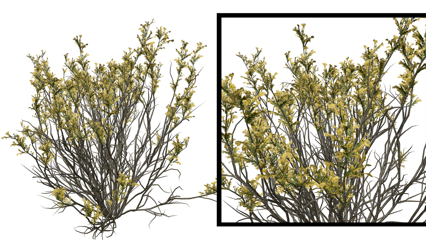 ArtStation - Broom Snakeweed (Flowers) #04 - High Poly Plant (3D Model ...