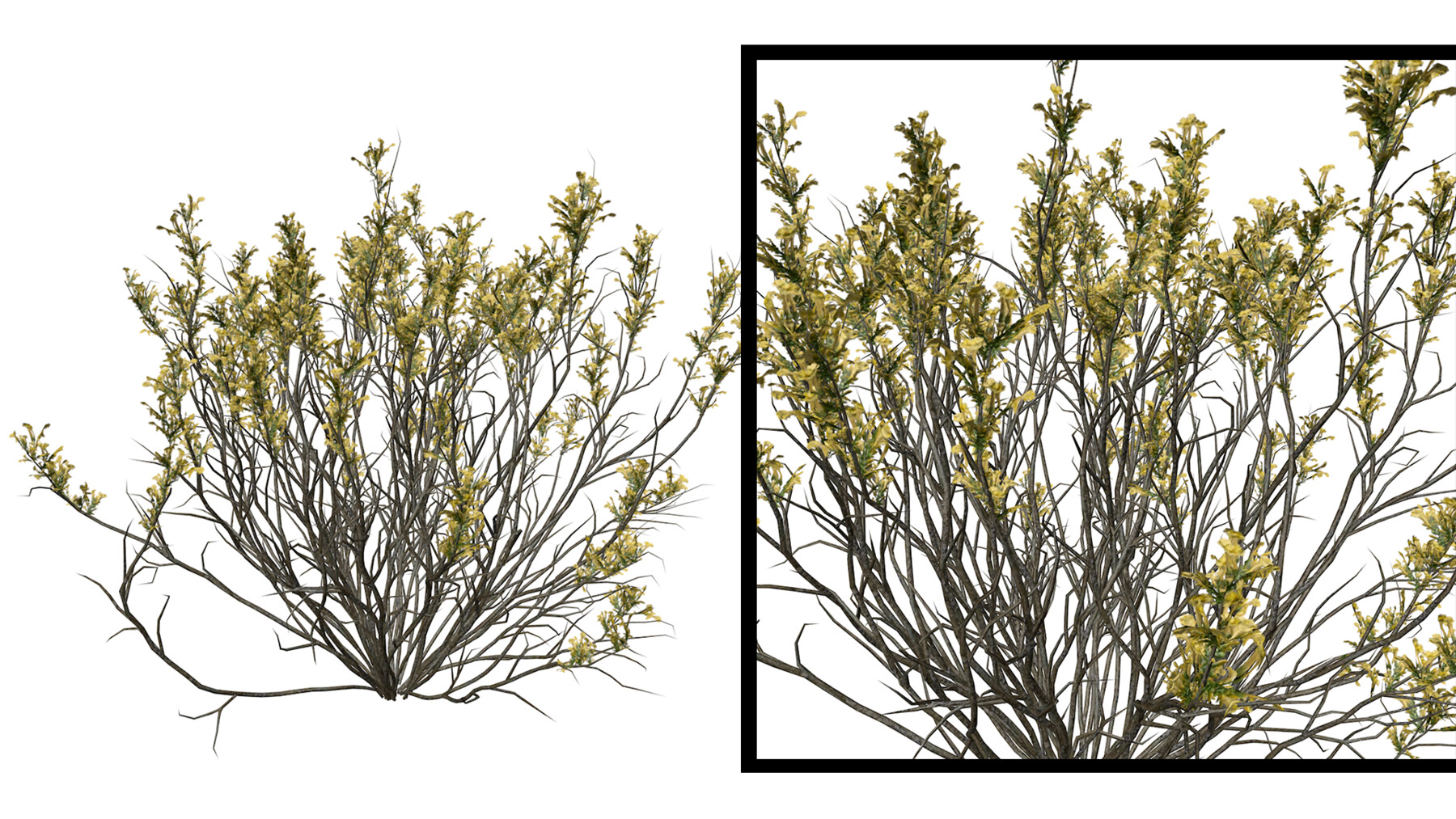 ArtStation - Broom Snakeweed (Flowers) #05 - High Poly Plant (3D Model ...