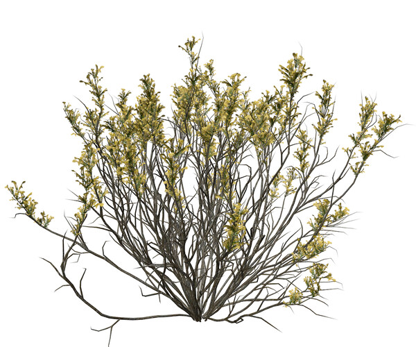 ArtStation - Broom Snakeweed (Flowers) #05 - High Poly Plant (3D Model ...