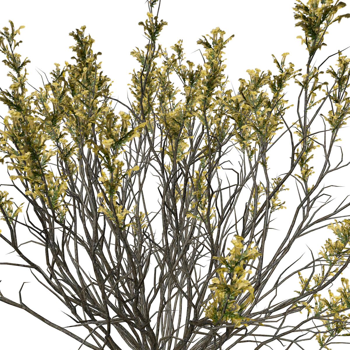 ArtStation - Broom Snakeweed (Flowers) #05 - High Poly Plant (3D Model ...
