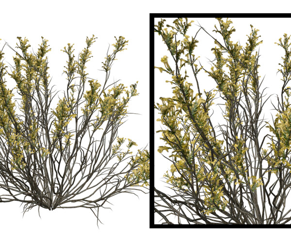 ArtStation - Broom Snakeweed (Flowers) #06 - High Poly Plant (3D Model ...