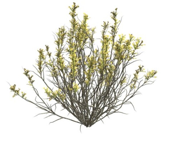 ArtStation - Broom Snakeweed (Flowers) #06 - High Poly Plant (3D Model ...