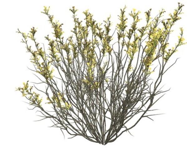 ArtStation - Broom Snakeweed (Flowers) #07 - High Poly Plant (3D Model ...