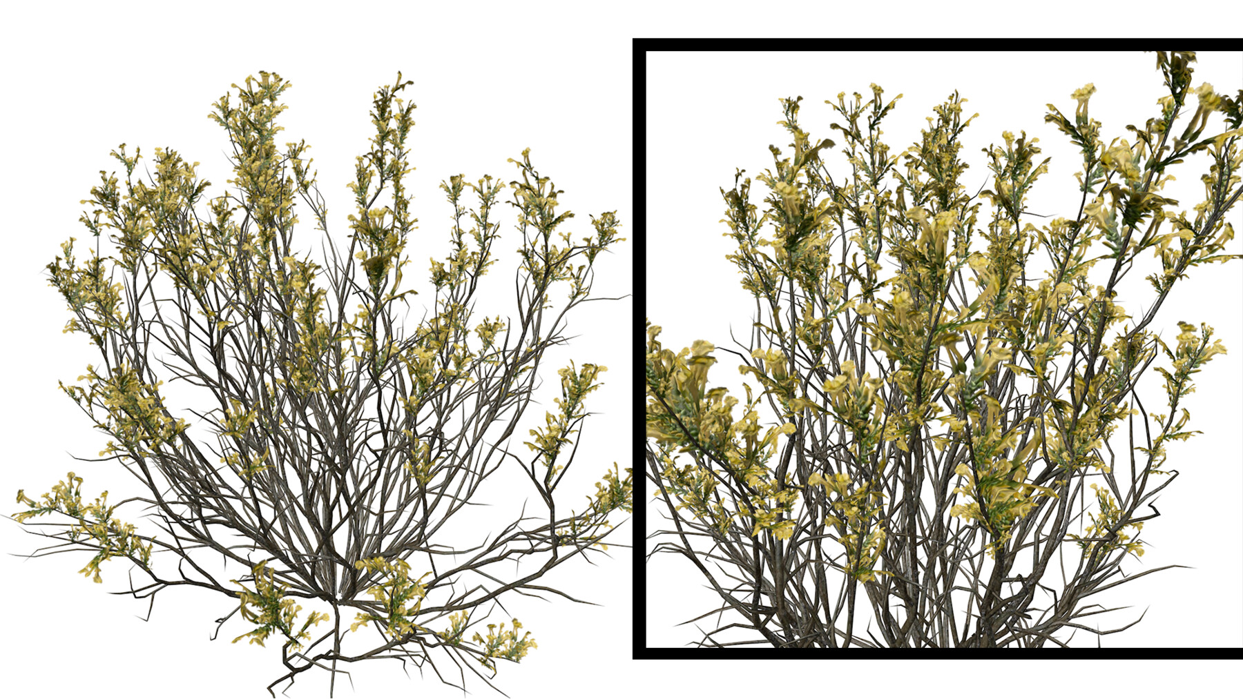 ArtStation - Broom Snakeweed (Flowers) #08 - High Poly Plant (3D Model ...