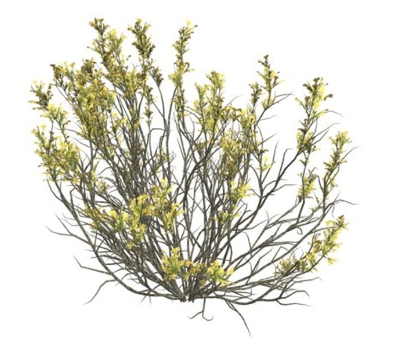 ArtStation - Broom Snakeweed (Flowers) #08 - High Poly Plant (3D Model ...