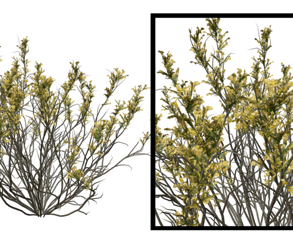 ArtStation - Broom Snakeweed (Flowers) #09 - High Poly Plant (3D Model ...