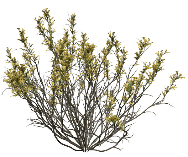 ArtStation - Broom Snakeweed (Flowers) #09 - High Poly Plant (3D Model ...
