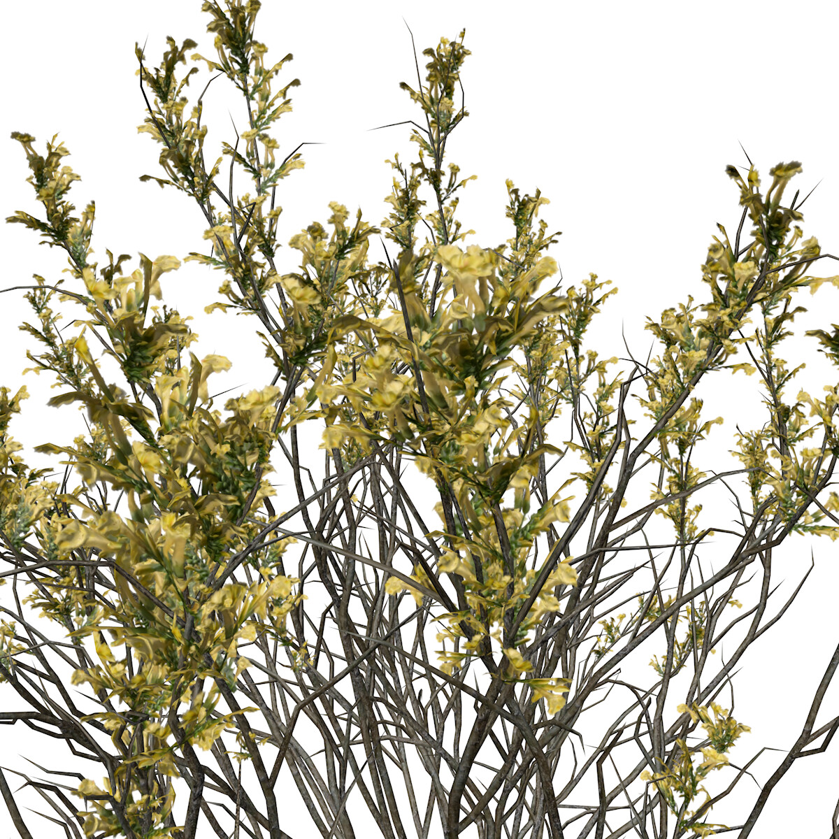 ArtStation - Broom Snakeweed (Flowers) #09 - High Poly Plant (3D Model ...