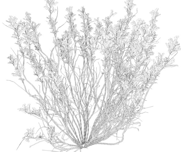 ArtStation - Broom Snakeweed (Flowers) #10 - High Poly Plant (3D Model ...