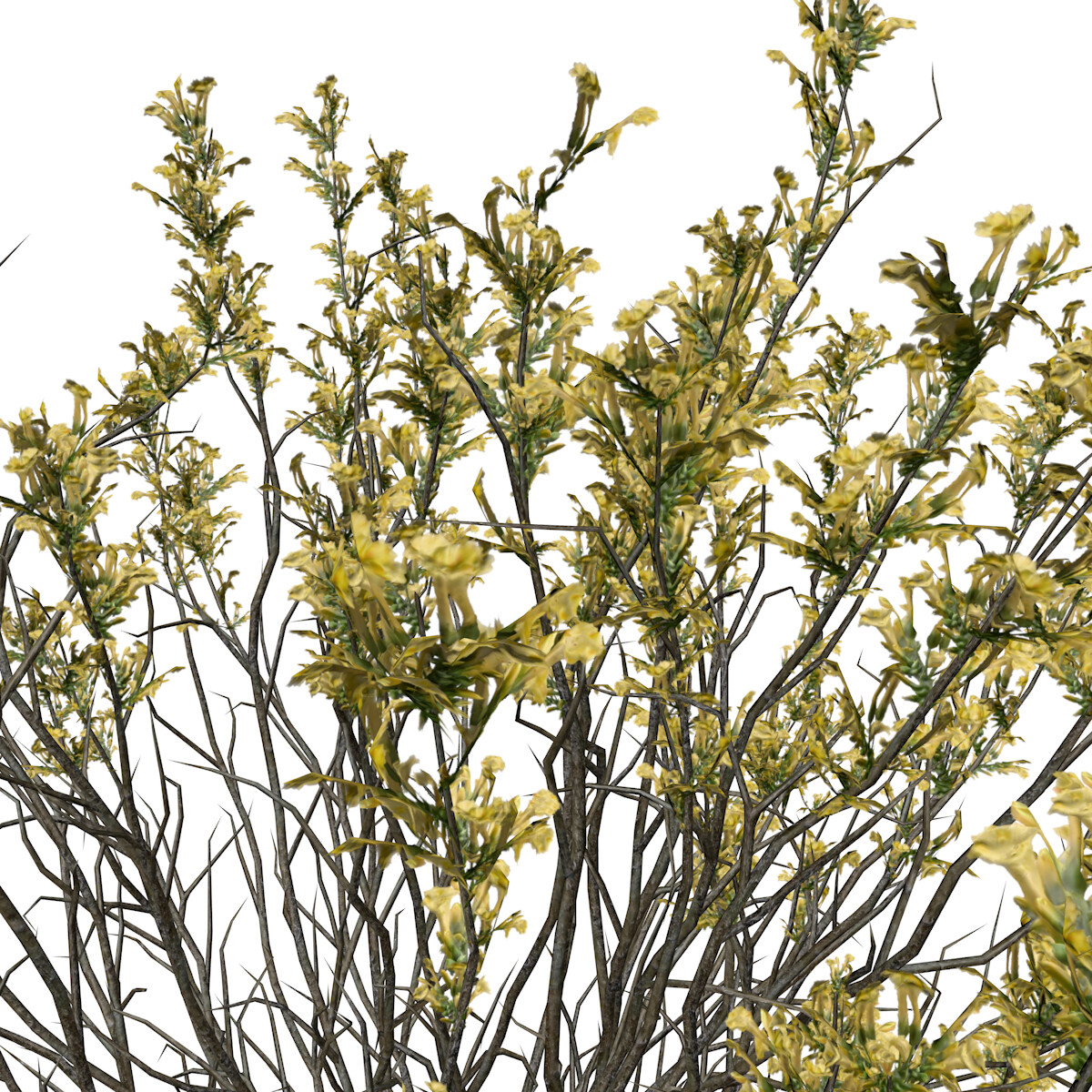 ArtStation - Broom Snakeweed (Flowers) #10 - High Poly Plant (3D Model ...
