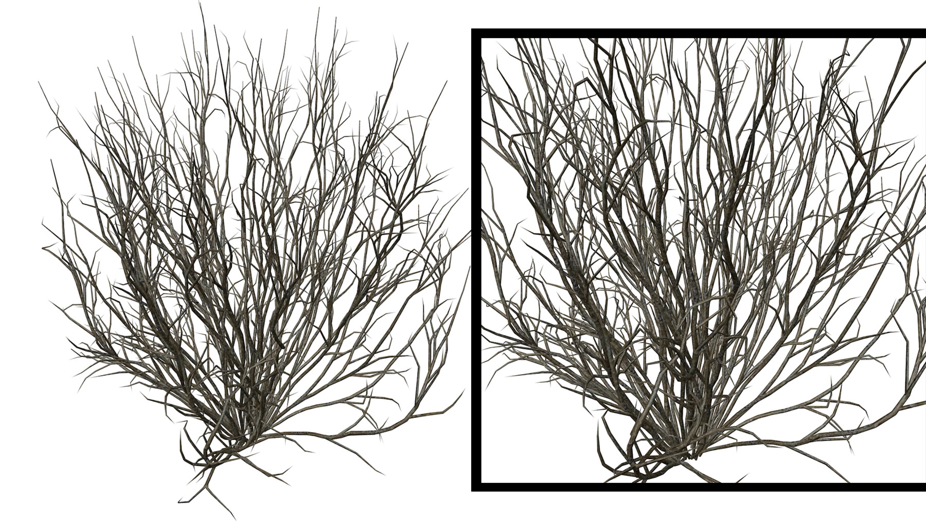 ArtStation - Broom Snakeweed #02 - High Poly Plant (3D Model) | Game Assets