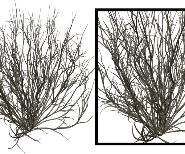 ArtStation - Broom Snakeweed #02 - High Poly Plant (3D Model) | Game Assets