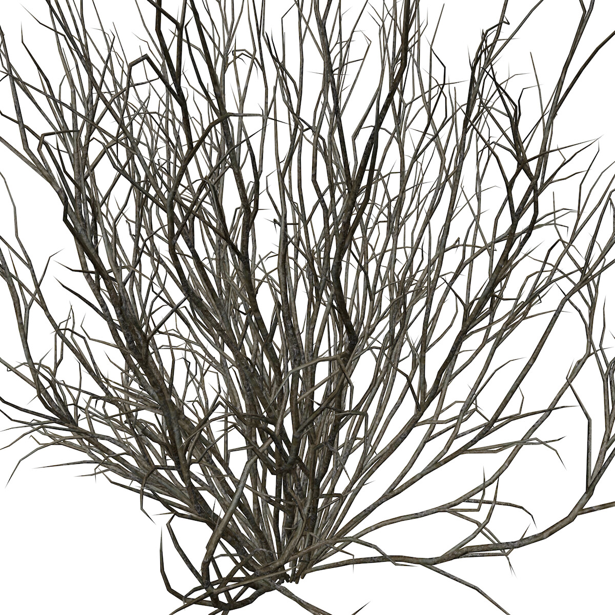 ArtStation - Broom Snakeweed #02 - High Poly Plant (3D Model) | Game Assets
