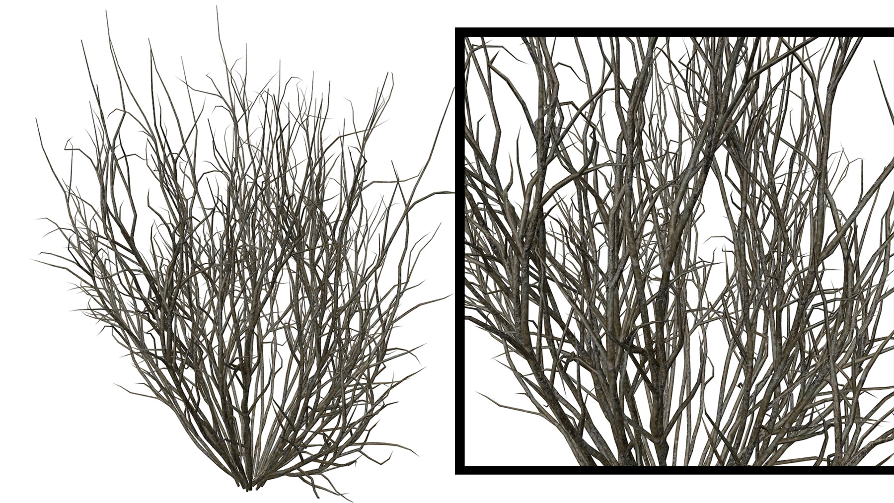 ArtStation - Broom Snakeweed #03 - High Poly Plant (3D Model) | Game Assets