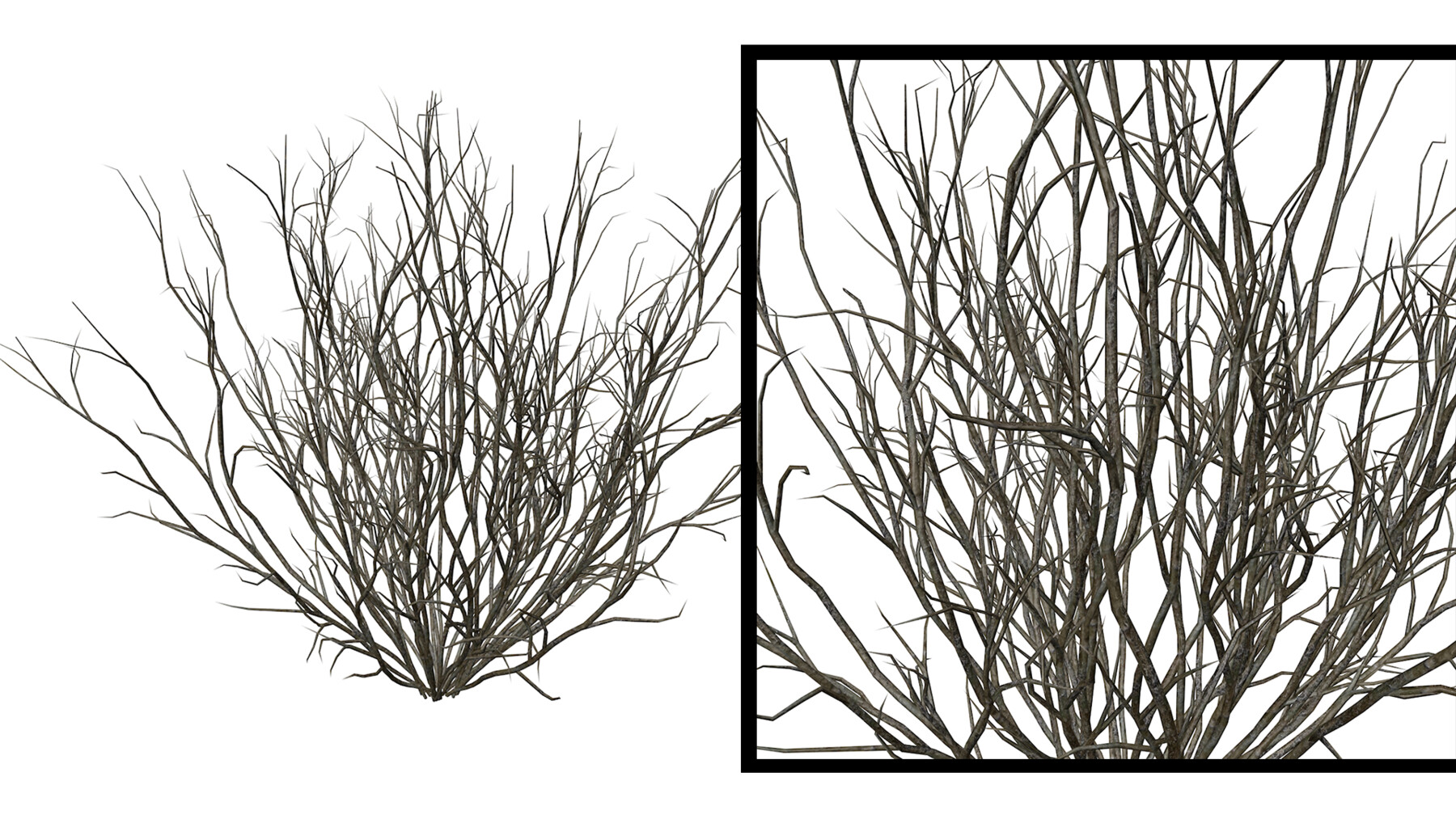 ArtStation - Broom Snakeweed #06 - High Poly Plant (3D Model) | Game Assets