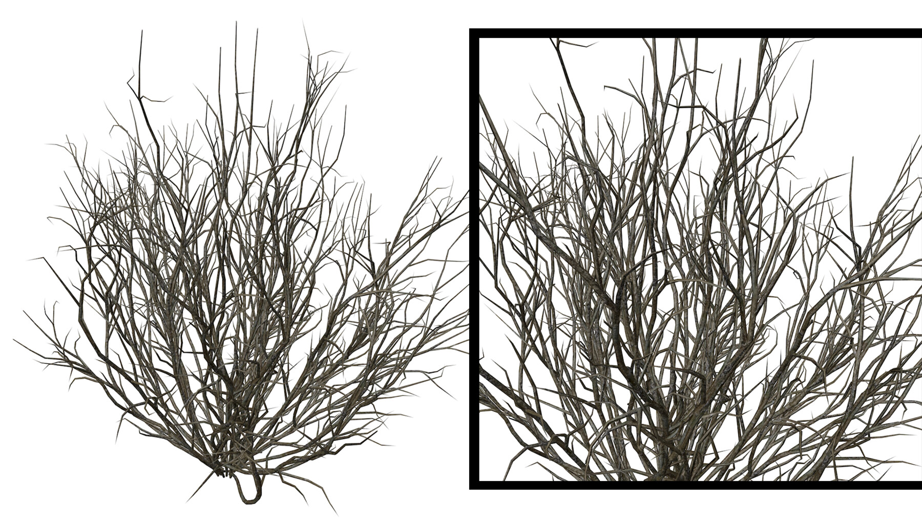 ArtStation - Broom Snakeweed #10 - High Poly Plant (3D Model) | Game Assets