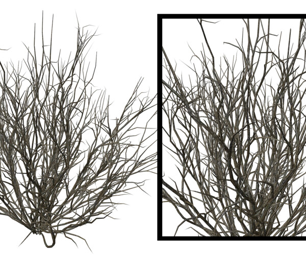 ArtStation - Broom Snakeweed #10 - High Poly Plant (3D Model) | Game Assets