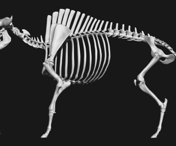 ArtStation - Bison skeleton | Resources