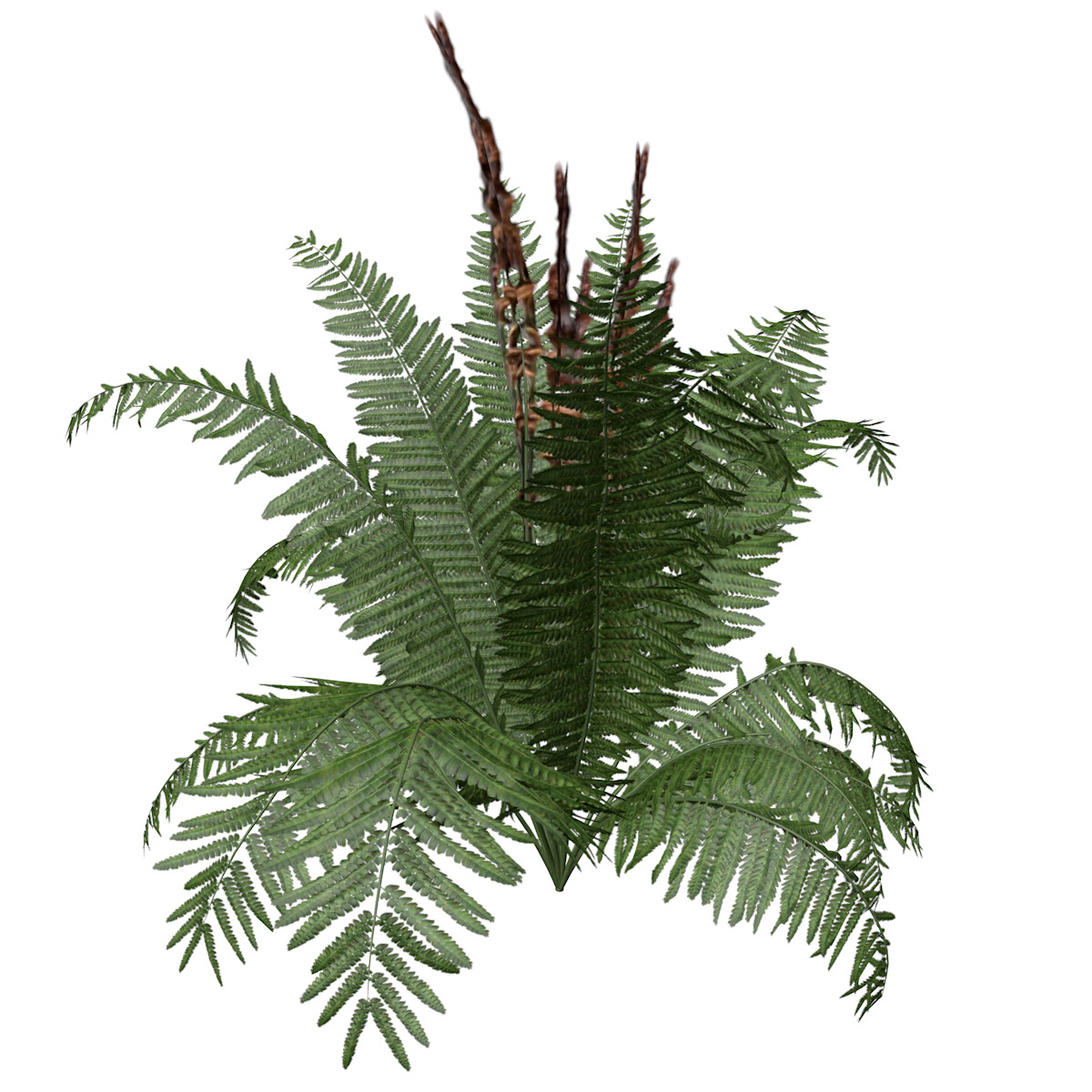 ArtStation - Cinnamon Fern #06 - High Poly Plant (3D Model) | Game Assets