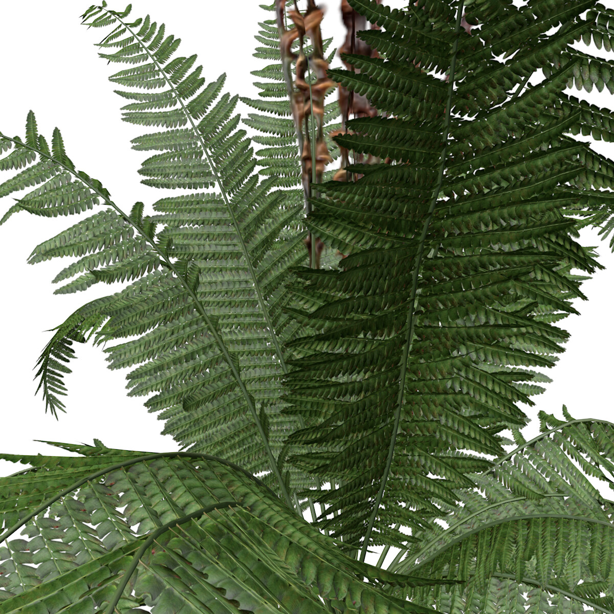 ArtStation - Cinnamon Fern #06 - High Poly Plant (3D Model) | Game Assets