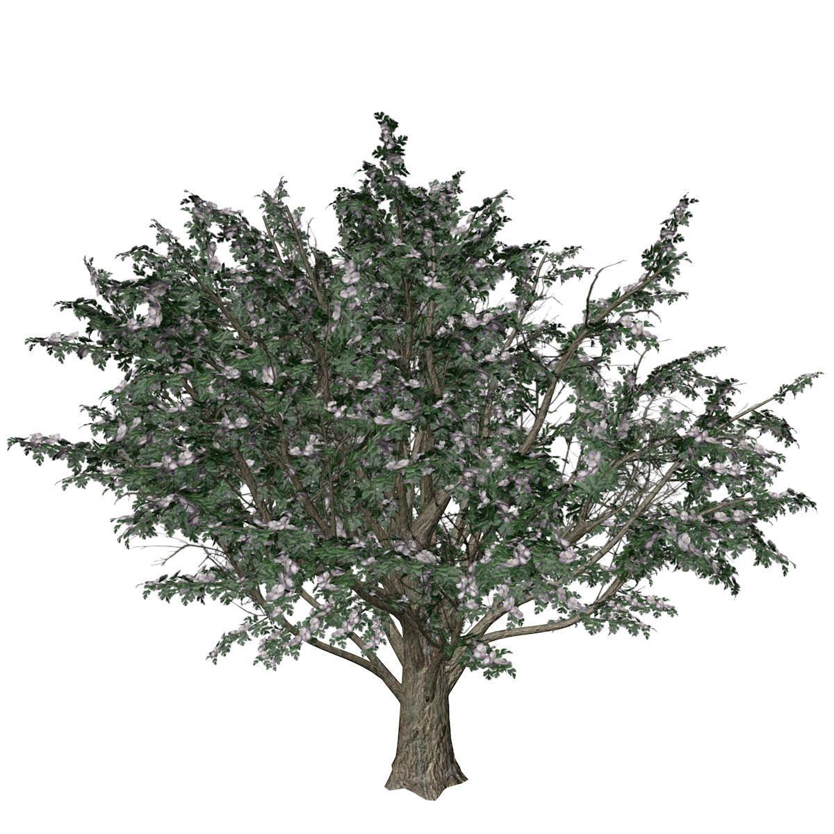 ArtStation - Common Hawthorn #03 - High Poly Tree (3D Model) | Game Assets