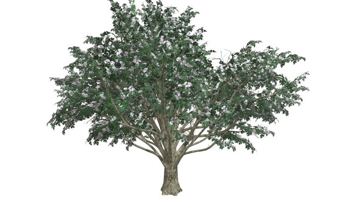 ArtStation - Common Hawthorn #05 - High Poly Tree (3D Model) | Game Assets