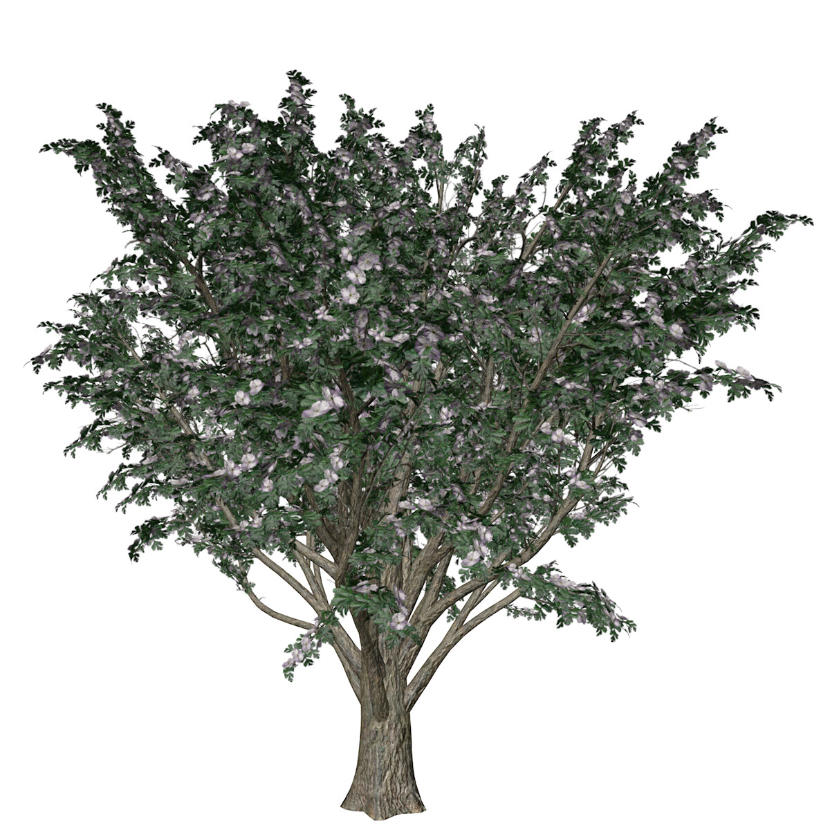ArtStation - Common Hawthorn #06 - High Poly Tree (3D Model) | Game Assets