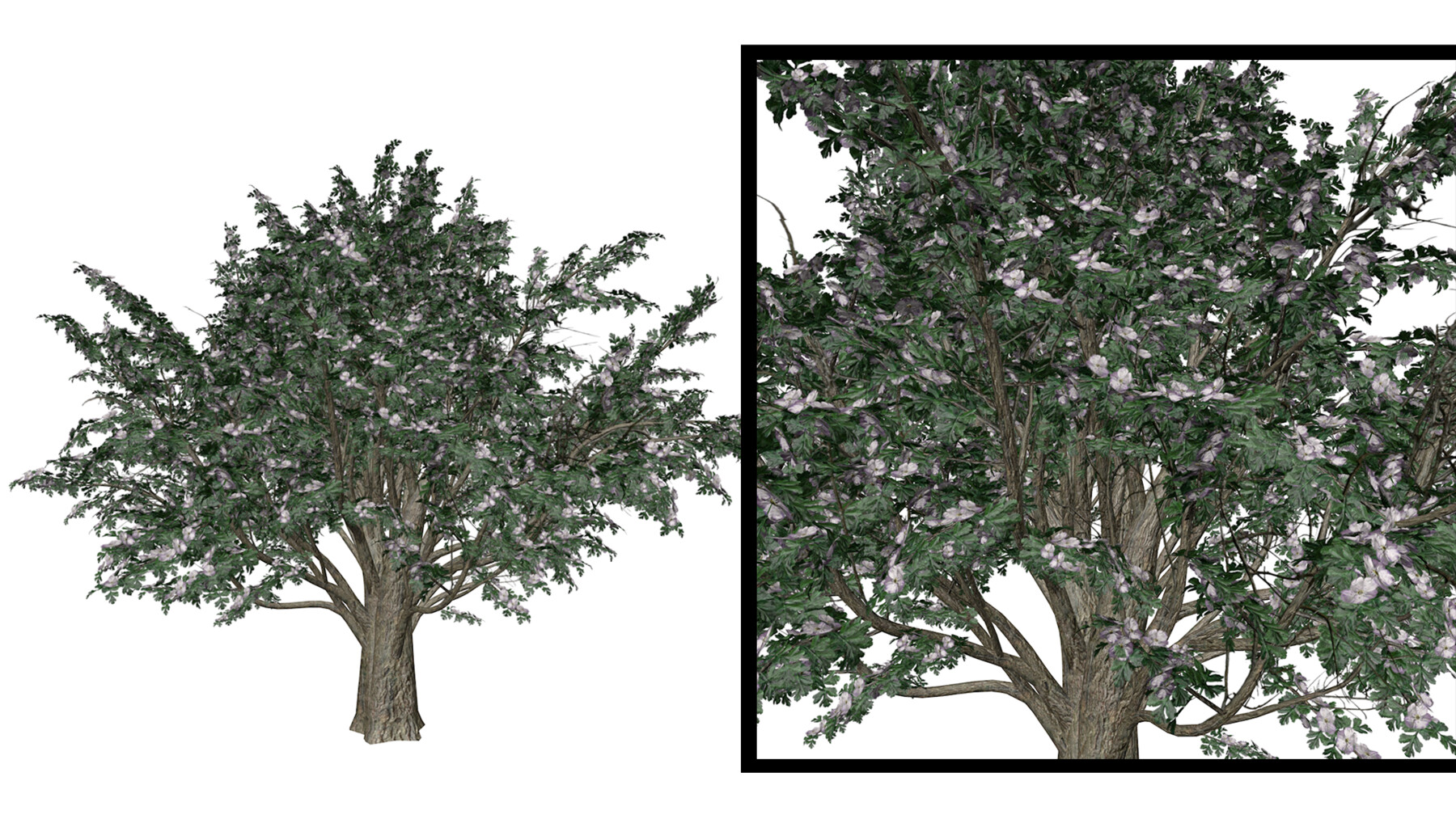 ArtStation - Common Hawthorn #08 - High Poly Tree (3D Model) | Game Assets