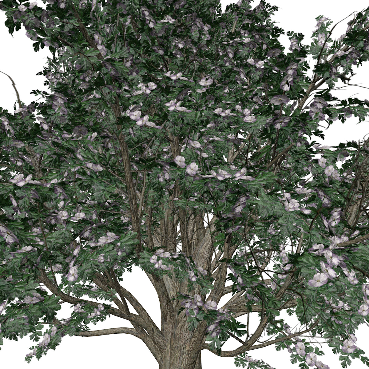 ArtStation - Common Hawthorn #08 - High Poly Tree (3D Model) | Game Assets