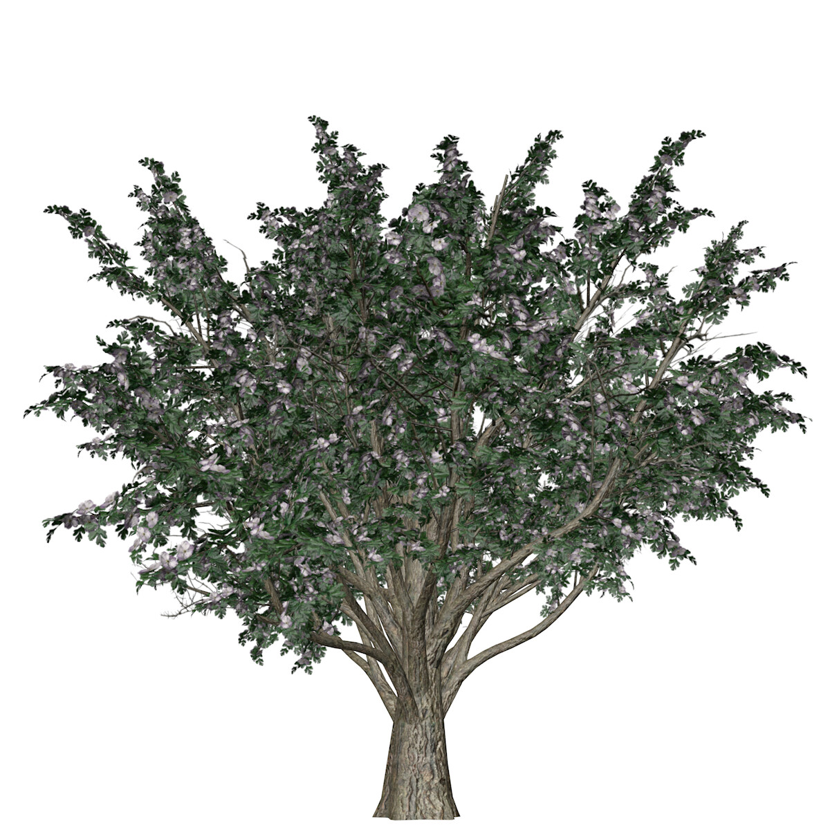ArtStation - Common Hawthorn #09 - High Poly Tree (3D Model) | Game Assets