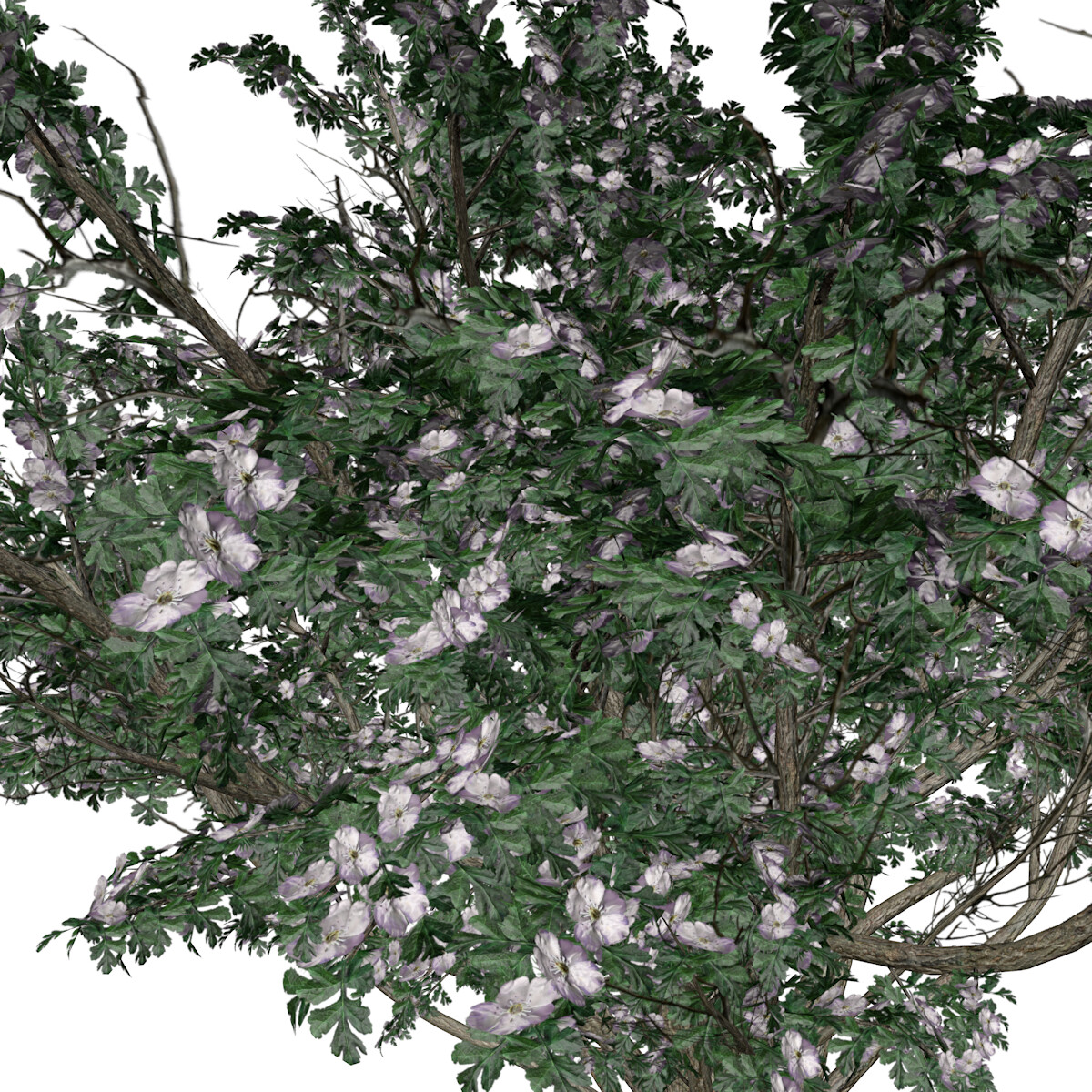ArtStation - Common Hawthorn #10 - High Poly Tree (3D Model) | Game Assets