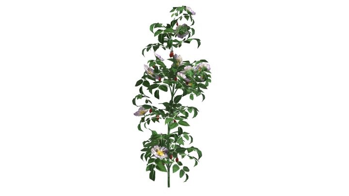 ArtStation - Dog Rose Flower #03 - High Poly Plant (3D Model) | Game Assets