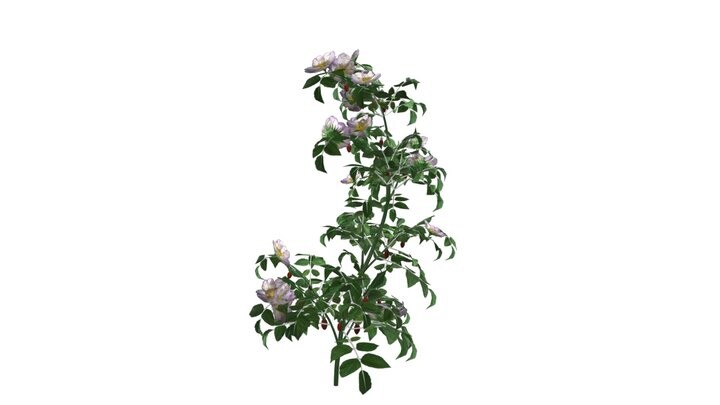 ArtStation - Dog Rose Flower #04 - High Poly Plant (3D Model) | Game Assets