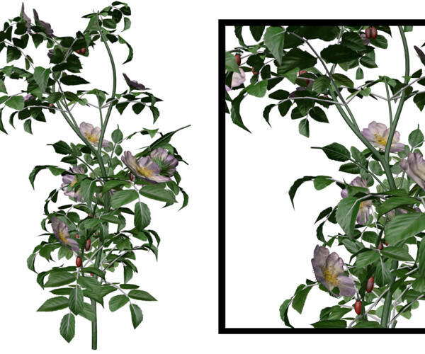 ArtStation - Dog Rose Flower #05 - High Poly Plant (3D Model) | Game Assets