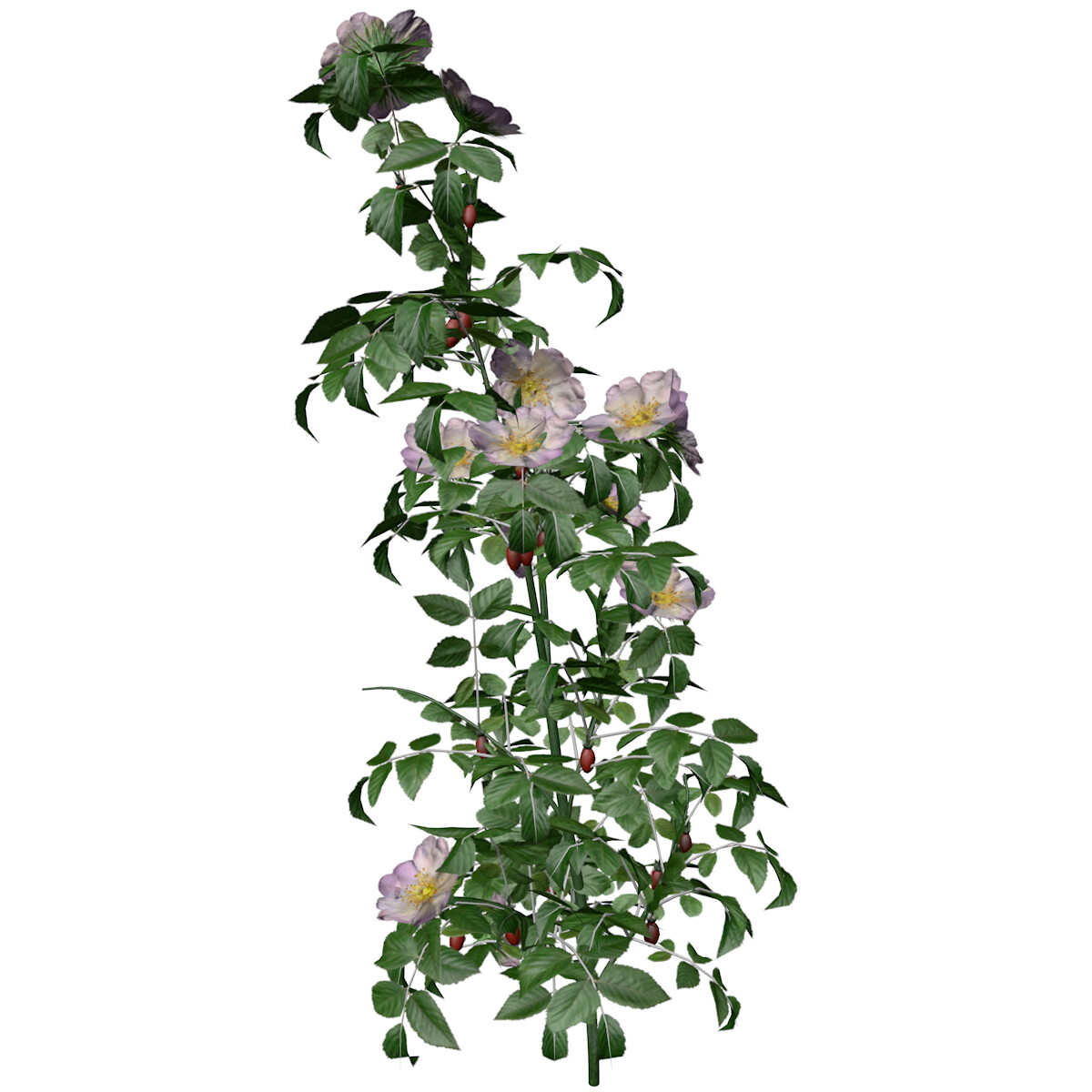 ArtStation - Dog Rose Flower #08 - High Poly Plant (3D Model) | Game Assets