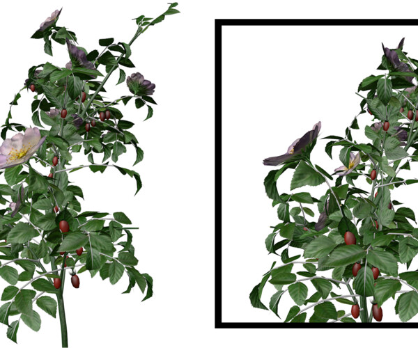 ArtStation - Dog Rose Flower #09 - High Poly Plant (3D Model) | Game Assets