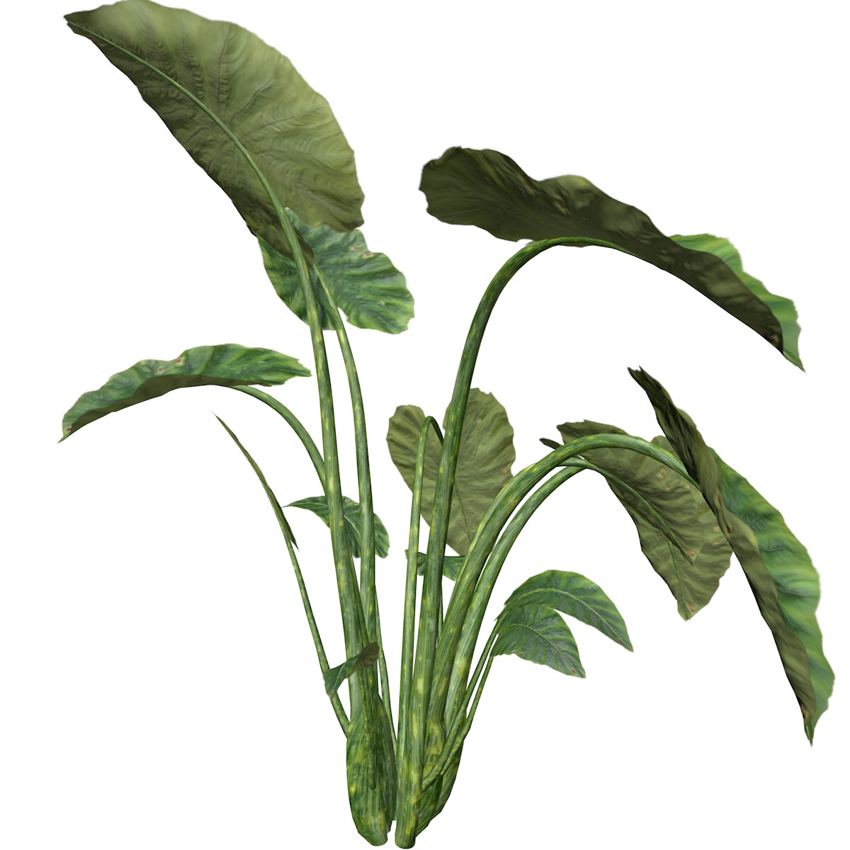 ArtStation - Elephant Ear #10 - High Poly Plant (3D Model) | Game Assets