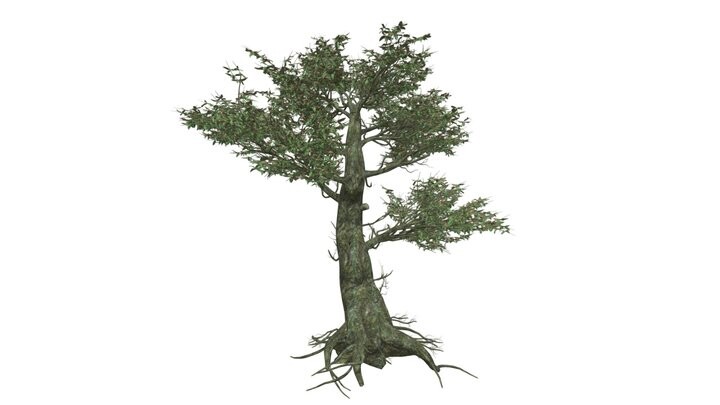 ArtStation - Kingsville Boxwood #03 - High Poly Tree (3D Model) | Game ...