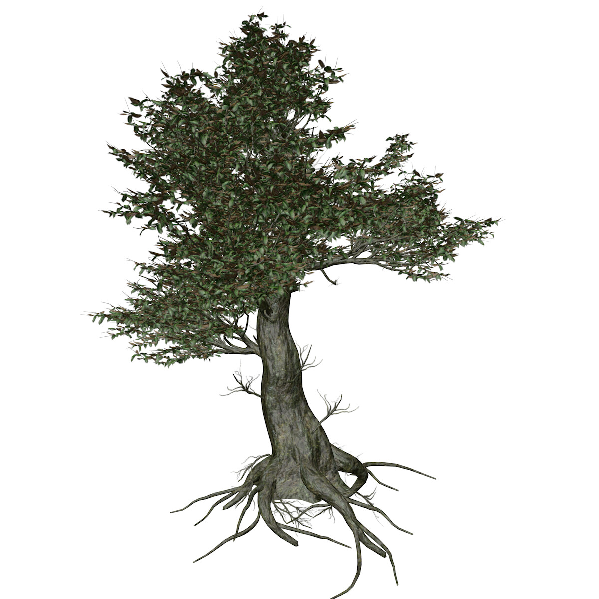 ArtStation - Kingsville Boxwood #04 - High Poly Tree (3D Model) | Game ...