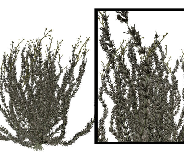 ArtStation - Sagebrush Bush #01 - High Poly Bush (3D Model) | Game Assets