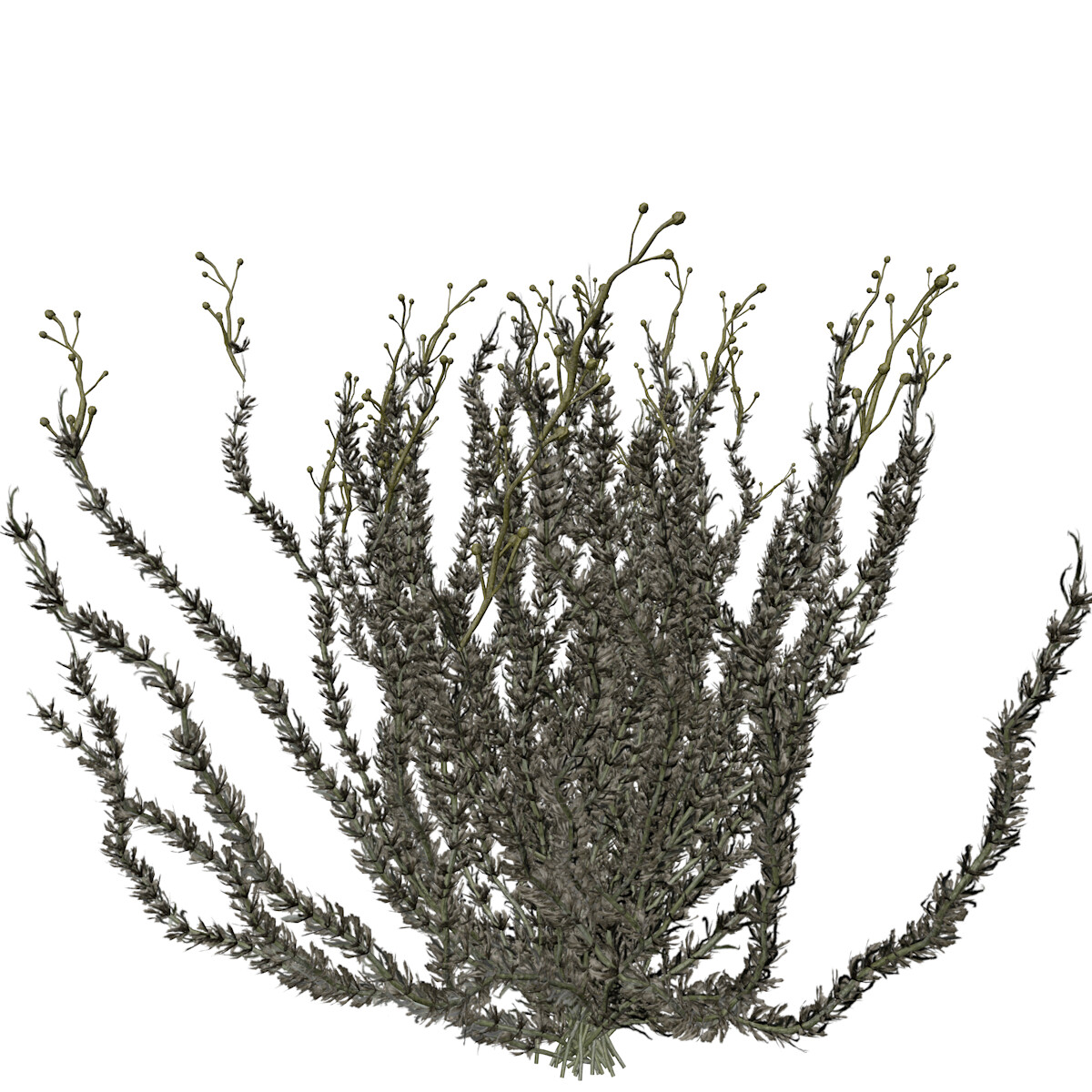 ArtStation - Sagebrush Bush #01 - High Poly Bush (3D Model) | Game Assets