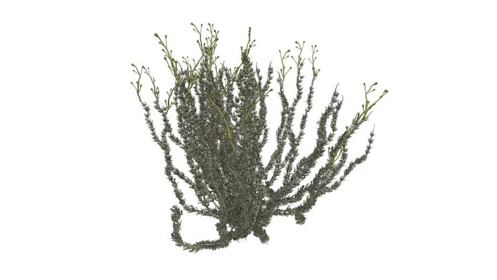ArtStation - Sagebrush Bush #01 - High Poly Bush (3D Model) | Game Assets