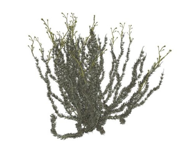 ArtStation - Sagebrush Bush #01 - High Poly Bush (3D Model) | Game Assets
